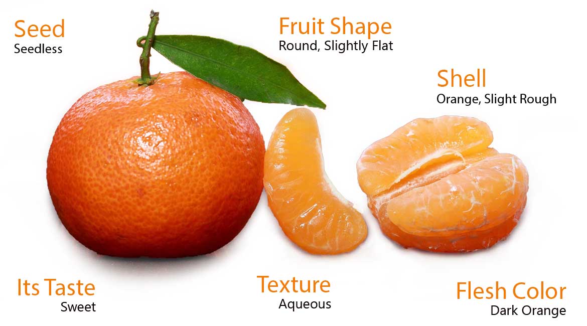 Primasol - Özler Tarım EN